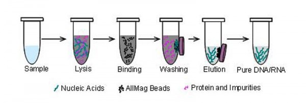 Nucleic Acid Extraction Method: The Rise of Magnetic Bead Extraction ...