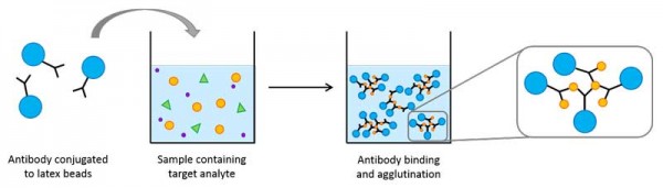 Experimental Scheme of Carboxylated Latex Conjugated Antibody - EPRUI Biotech